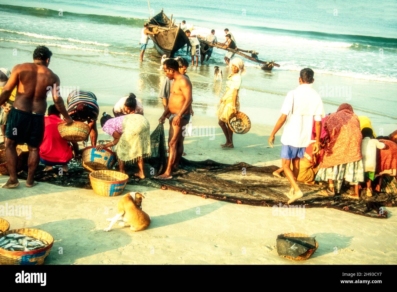 The catch, sustainable commercial fishing in Goa, India. Beachside ...