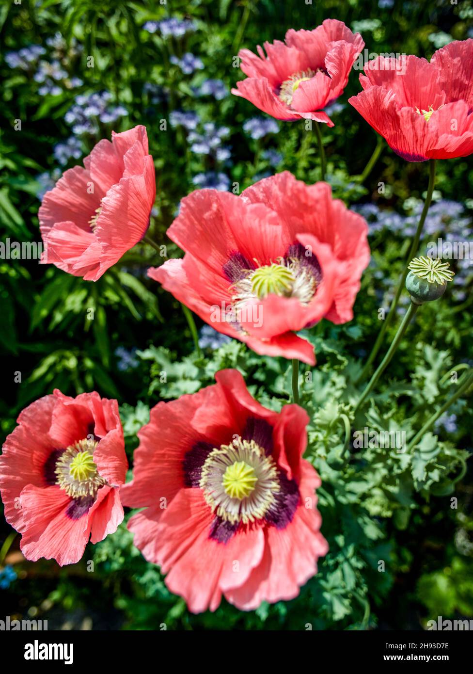 Papaver somniferum, opium poppy, growing in a London urban garden ...