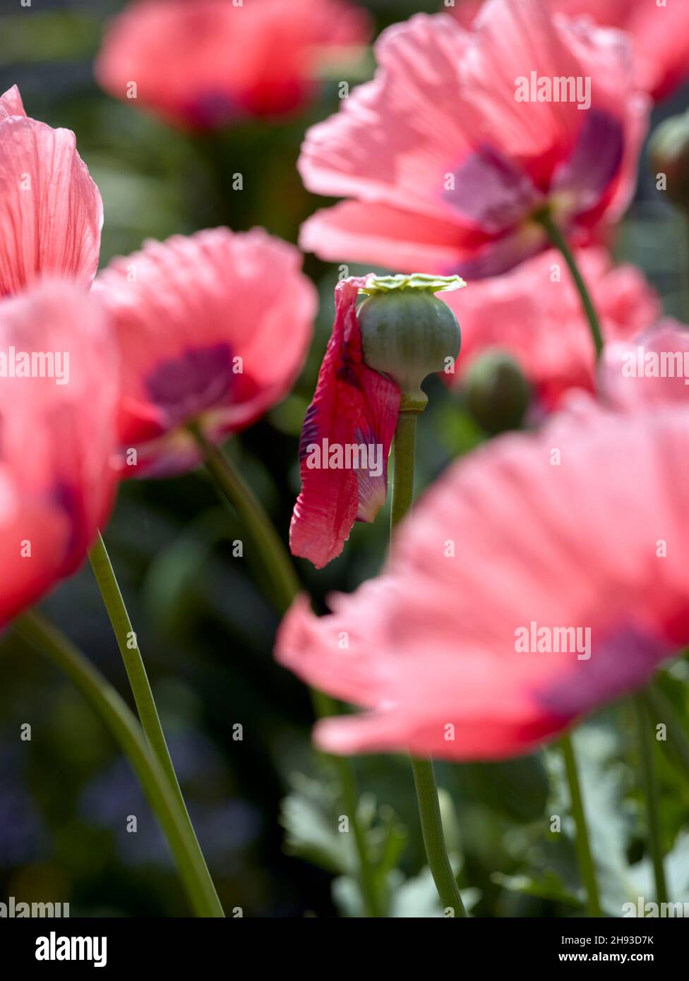 Papaver somniferum, opium poppy, growing in a London urban garden ...