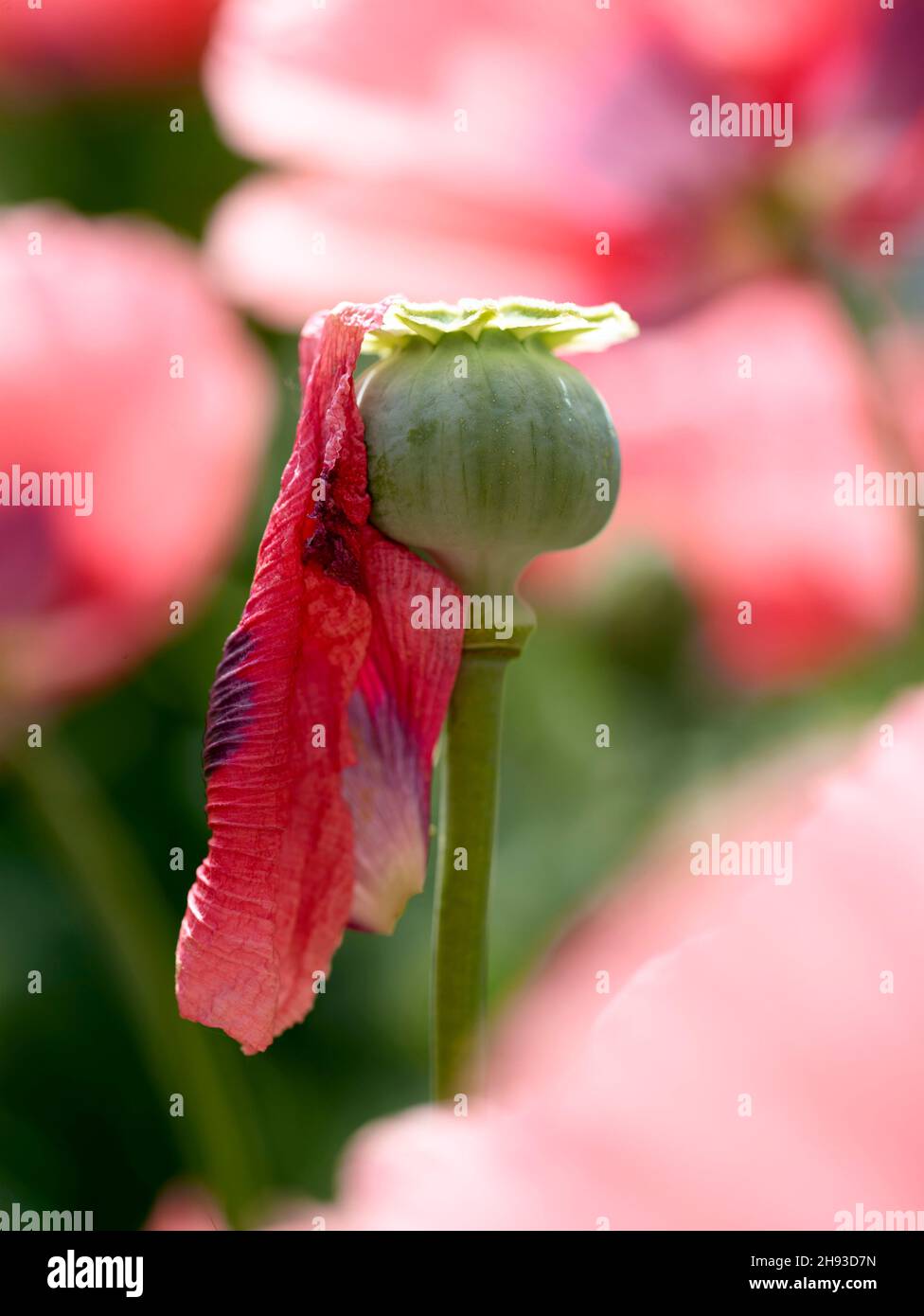 Papaver somniferum, opium poppy, growing in a London urban garden ...