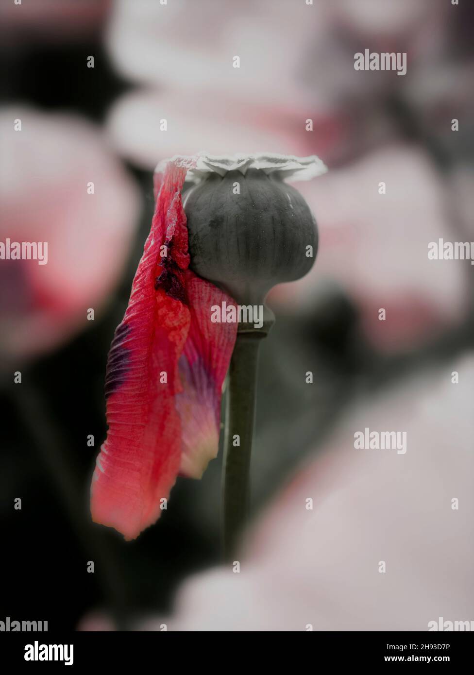 Papaver somniferum, opium poppy, growing in a London urban garden ...