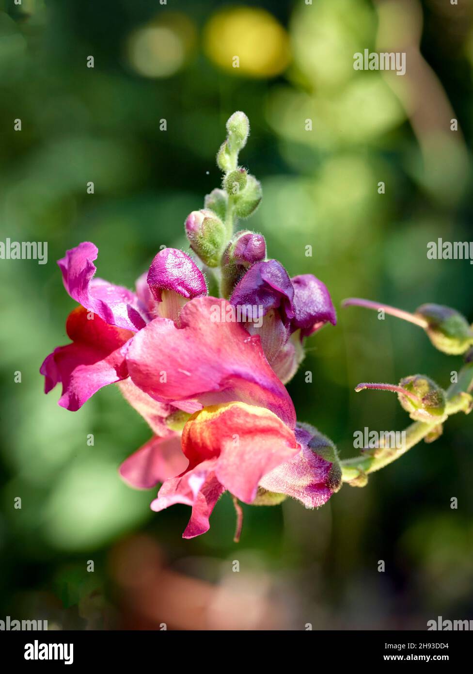 Glorious Antirrhinum, dragon flowers, snapdragon flowers in close up ...