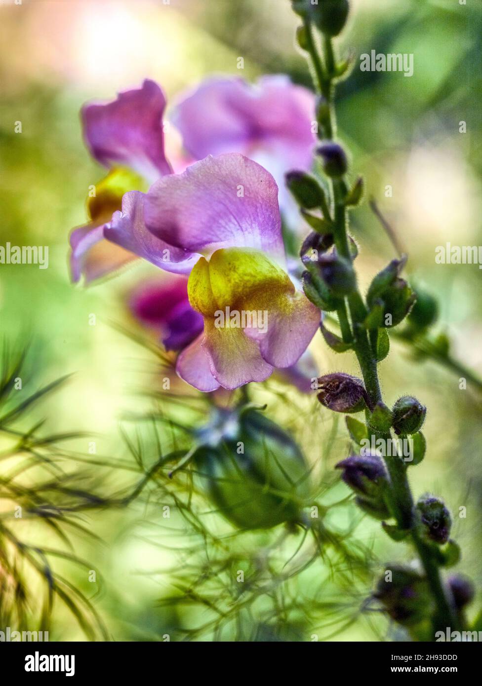 Glorious Antirrhinum, dragon flowers, snapdragon flowers in close up ...
