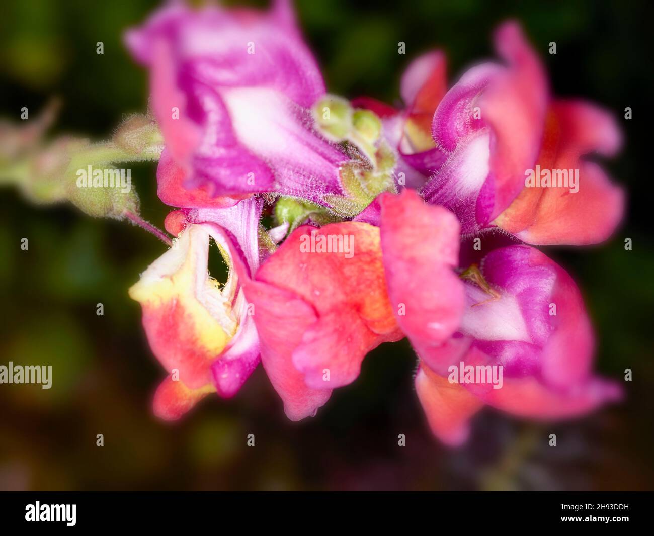 Beautiful Antirrhinum, dragon flowers, dragon flower, snapdragons ...