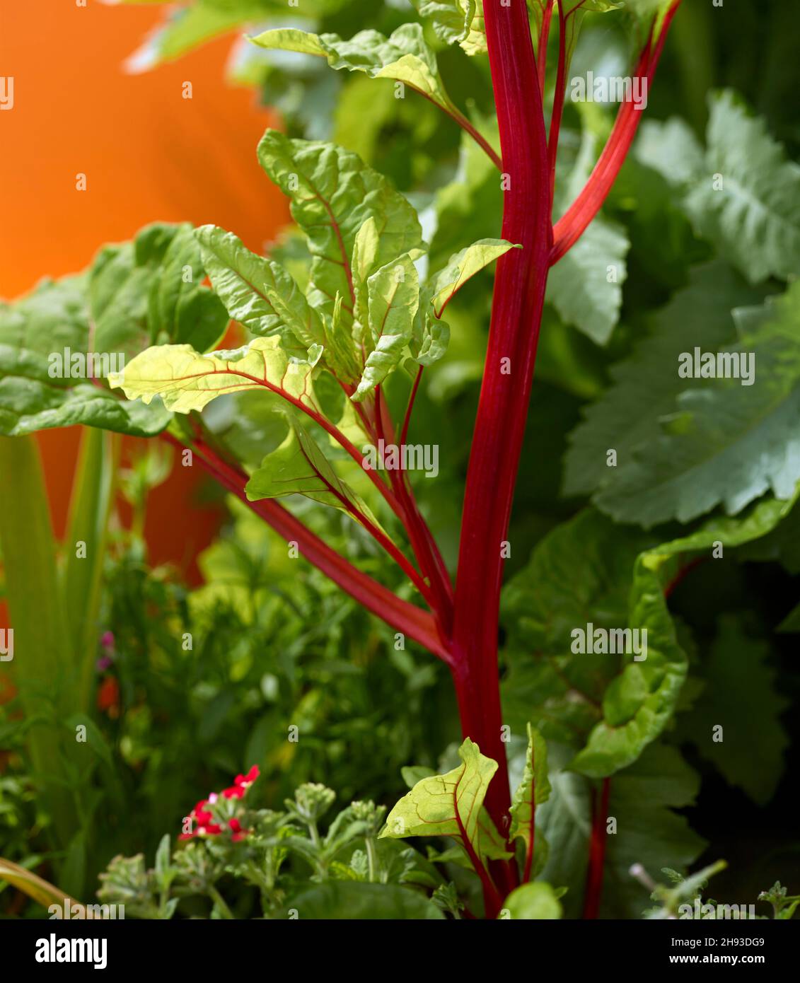 Vividly coloured close up food still life of Beetroot stems and leaves ...