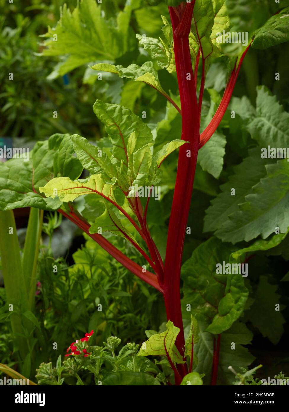 Vividly coloured close up food still life of Beetroot stems and leaves ...