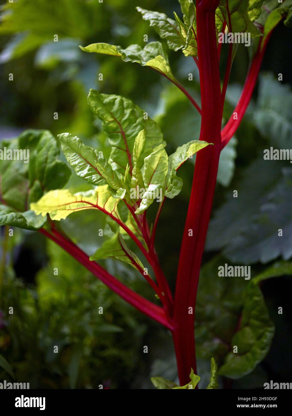 Vividly coloured close up food still life of Beetroot stems and leaves ...