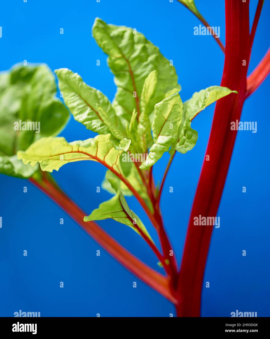 Vividly coloured close up food still life of Beetroot stems and leaves ...