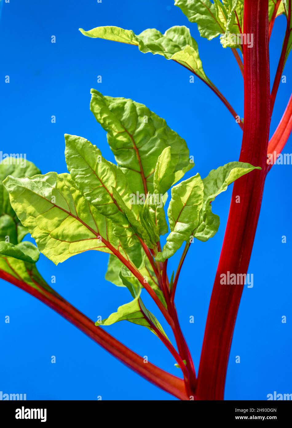 Vividly coloured close up food still life of Beetroot stems and leaves ...