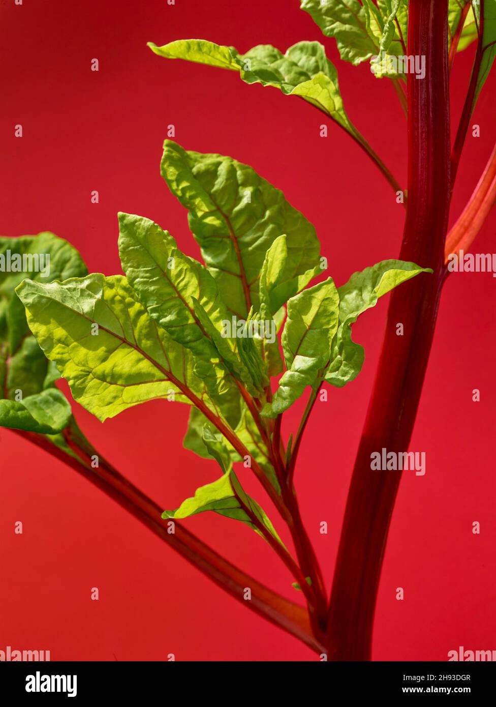Vividly coloured close up food still life of Beetroot stems and leaves ...