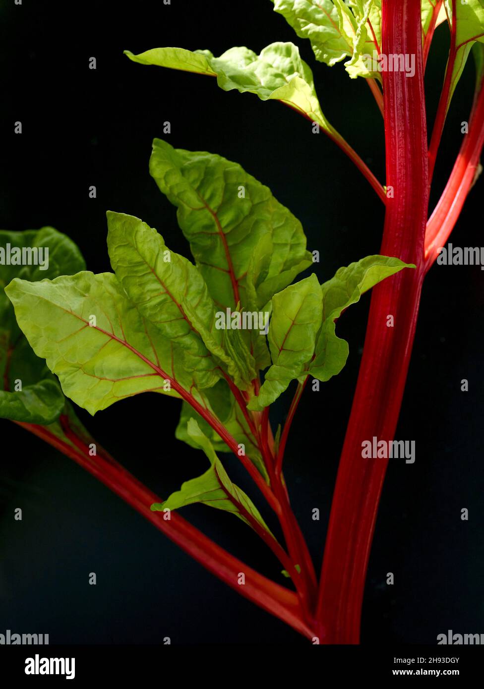 Vividly coloured close up food still life of Beetroot stems and leaves ...