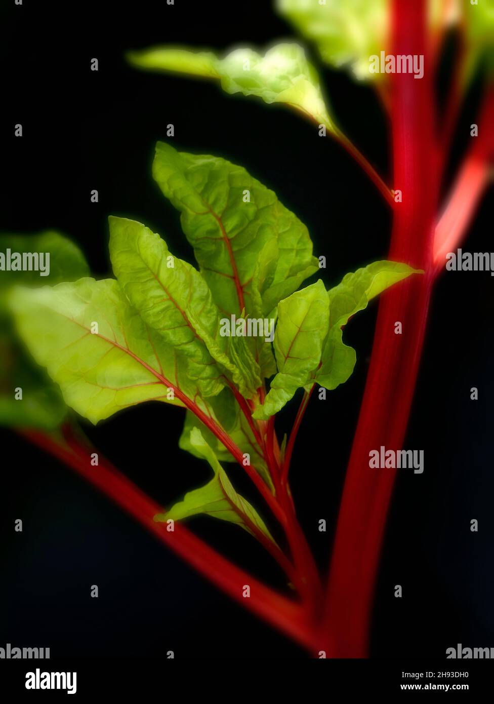 Vividly coloured close up food still life of Beetroot stems and leaves ...