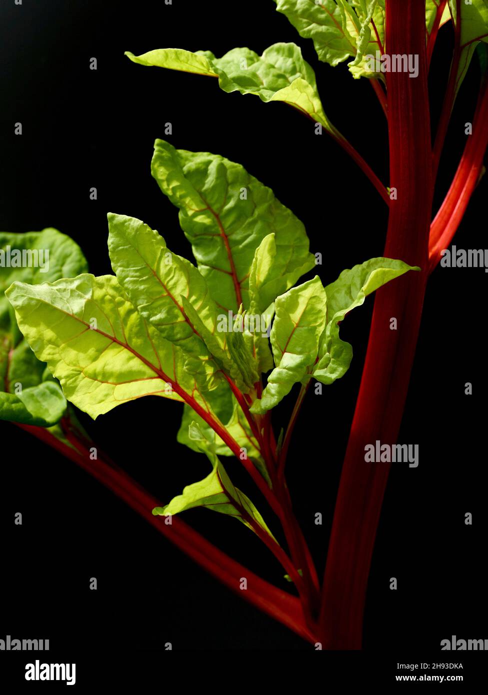 Vividly coloured close up food still life of Beetroot stems and leaves ...