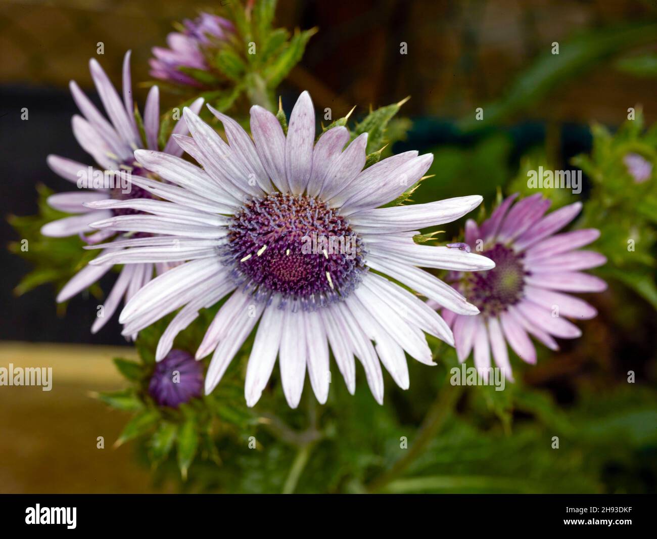 Lovely Berkheya Purpurea – Zulu Warrior,daisy-like flowers. Natural ...