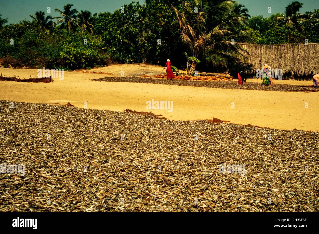 Low impact commercial enterprise, fishmeal production, showing fish ...