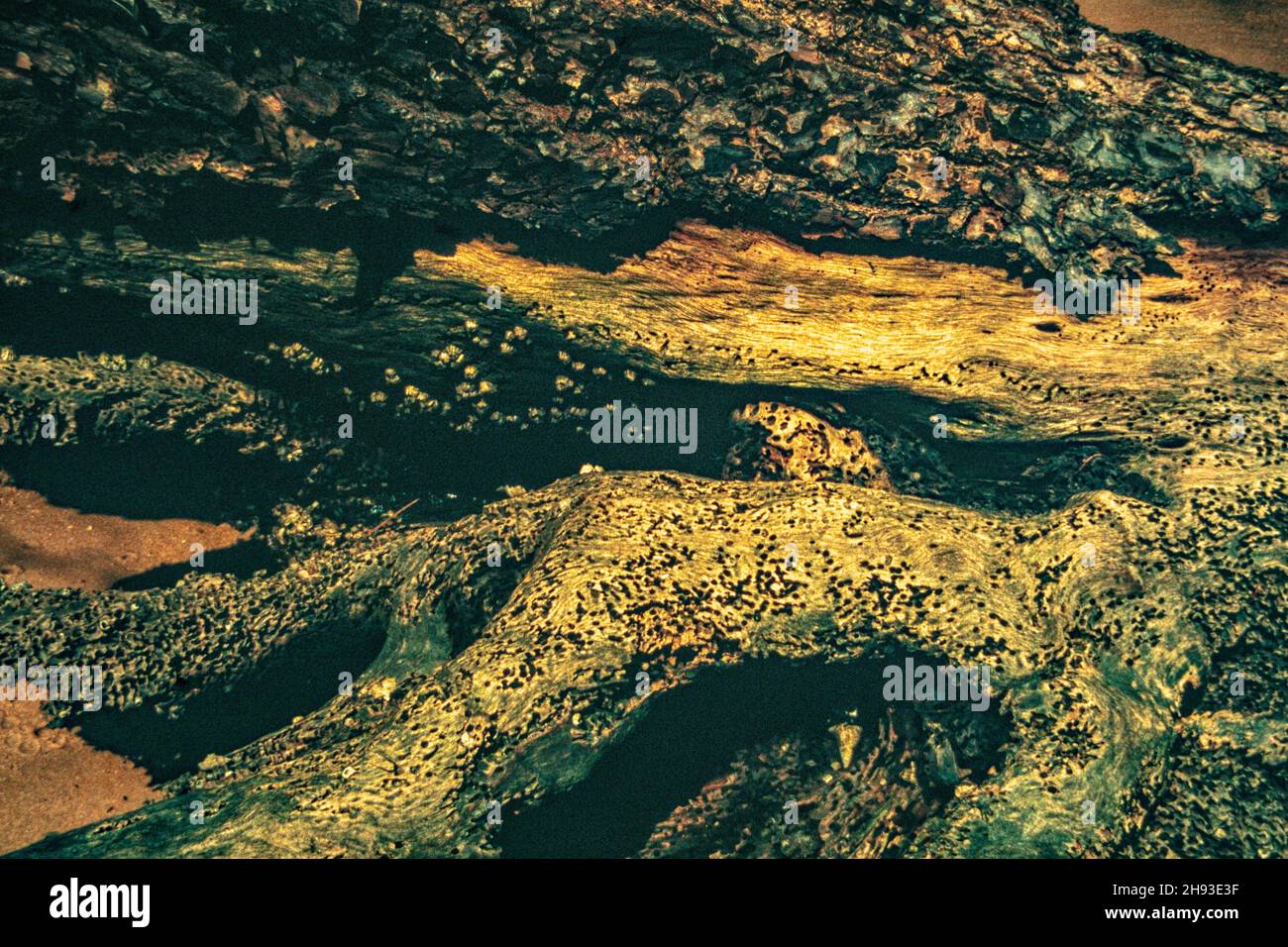 Simple natural pattern of natural tree bark textures in close up Stock ...