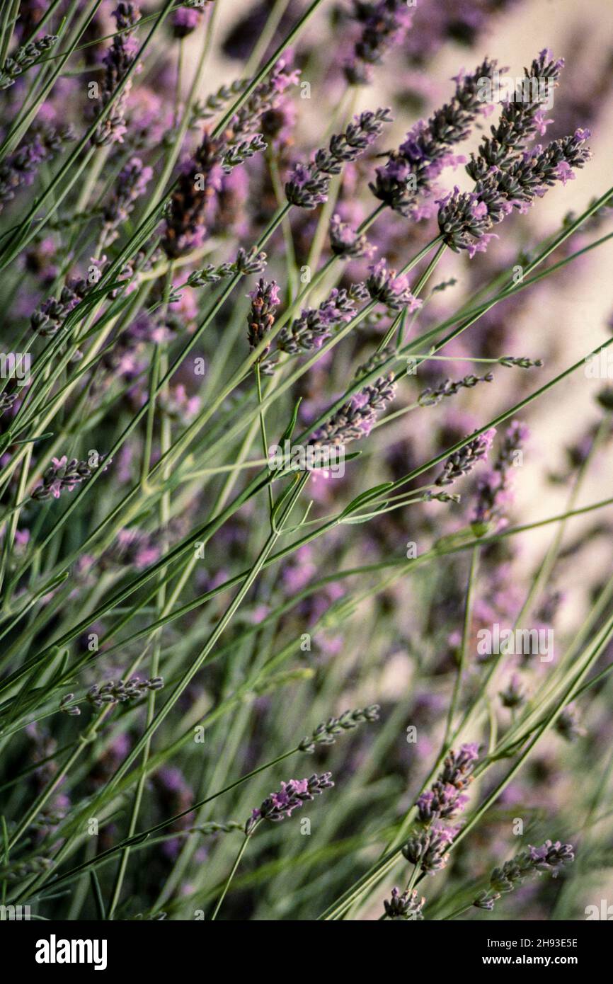 Ethereal close up plant / flower portrait of lavender sprigs growing in ...