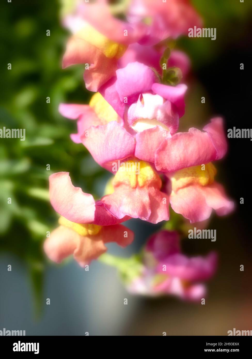 Glorious Antirrhinum, dragon flowers, snapdragon flowers in close up ...