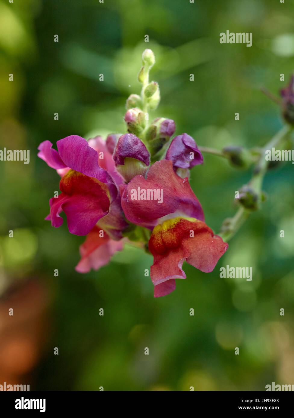 Glorious Antirrhinum, dragon flowers, snapdragon flowers in close up ...