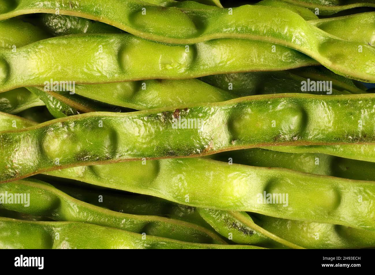 Background macro view of unripe Golden Wattle (Acacia pycnantha) seed ...