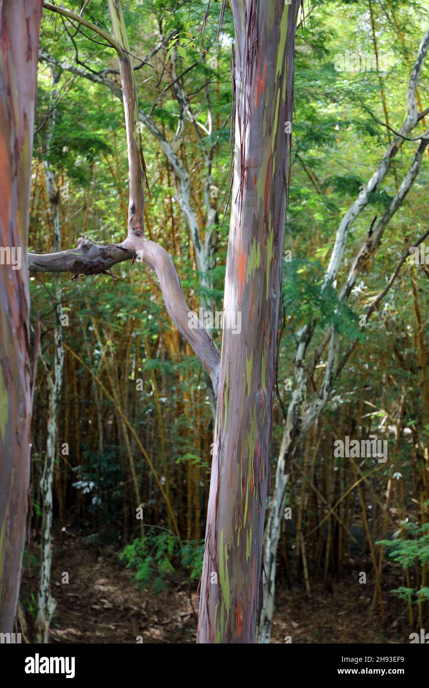 A Rainbow Eucalyptus, Eucalyptus deglupta, tree in front of a grove of ...