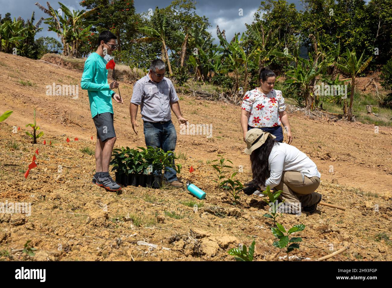 Puerto rico coffee plantation hi-res stock photography and images - Alamy