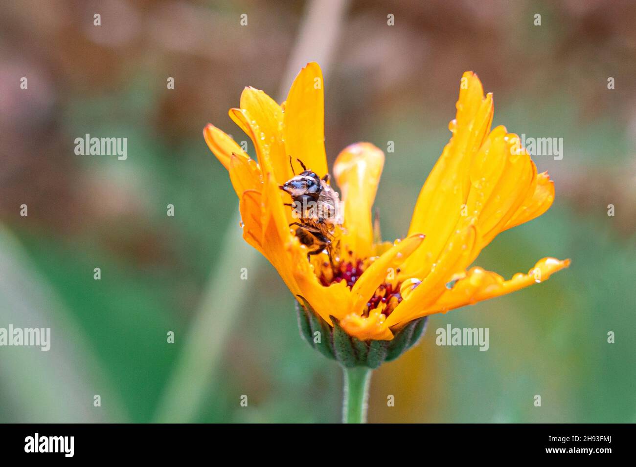 Macro shot of a bee collecting pollen from an orange daisy Stock Photo ...