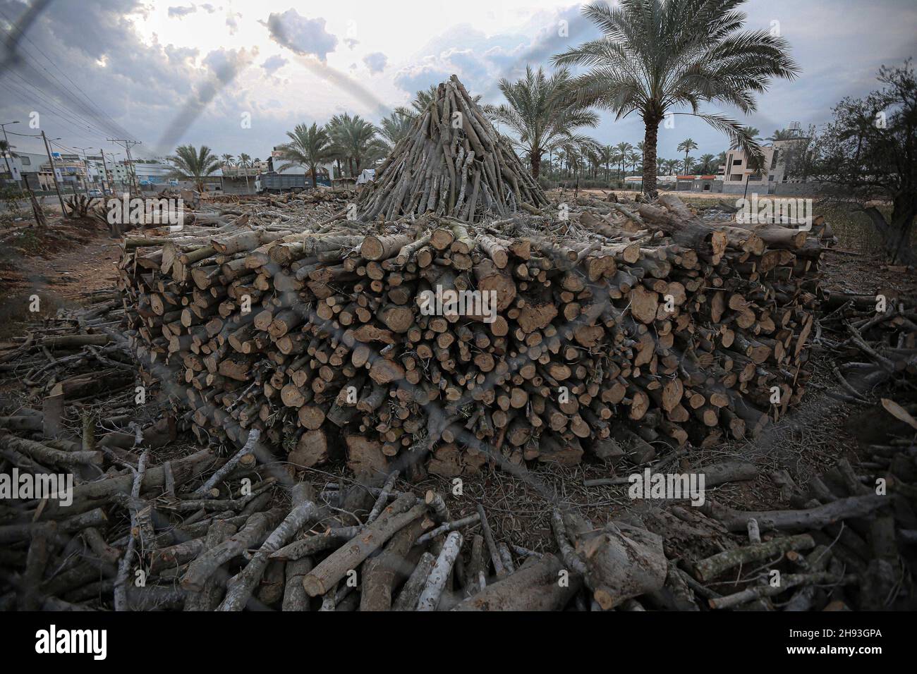 Gaza, Palestina. 3rd Dec, 2021. (INT) Palestinian workers cut firewood ...