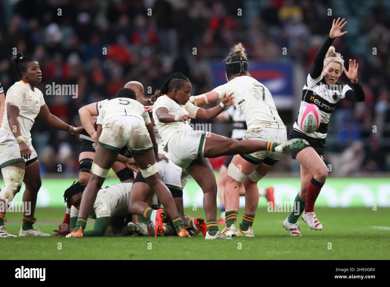Springbok rugby hi-res stock photography and images - Alamy