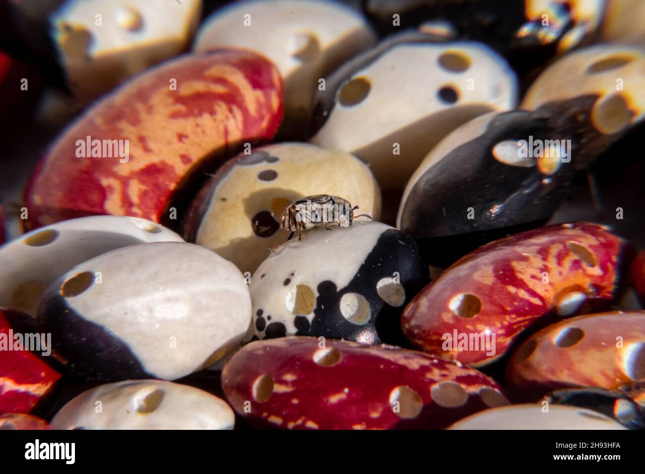 Weevil bug life cycle hi-res stock photography and images - Alamy