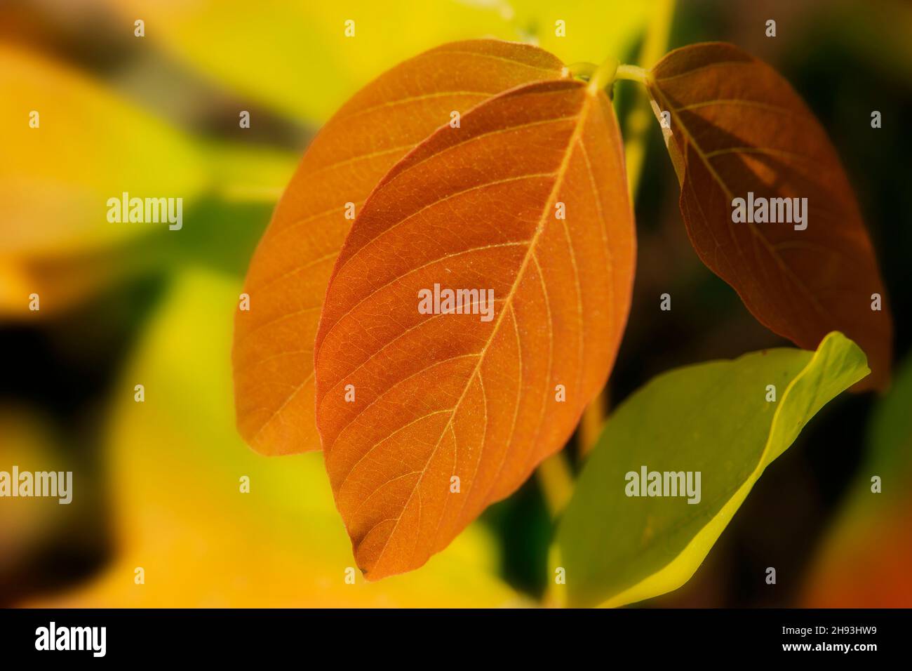 Close-up photography of growing leaves in midst of nature Stock Photo ...