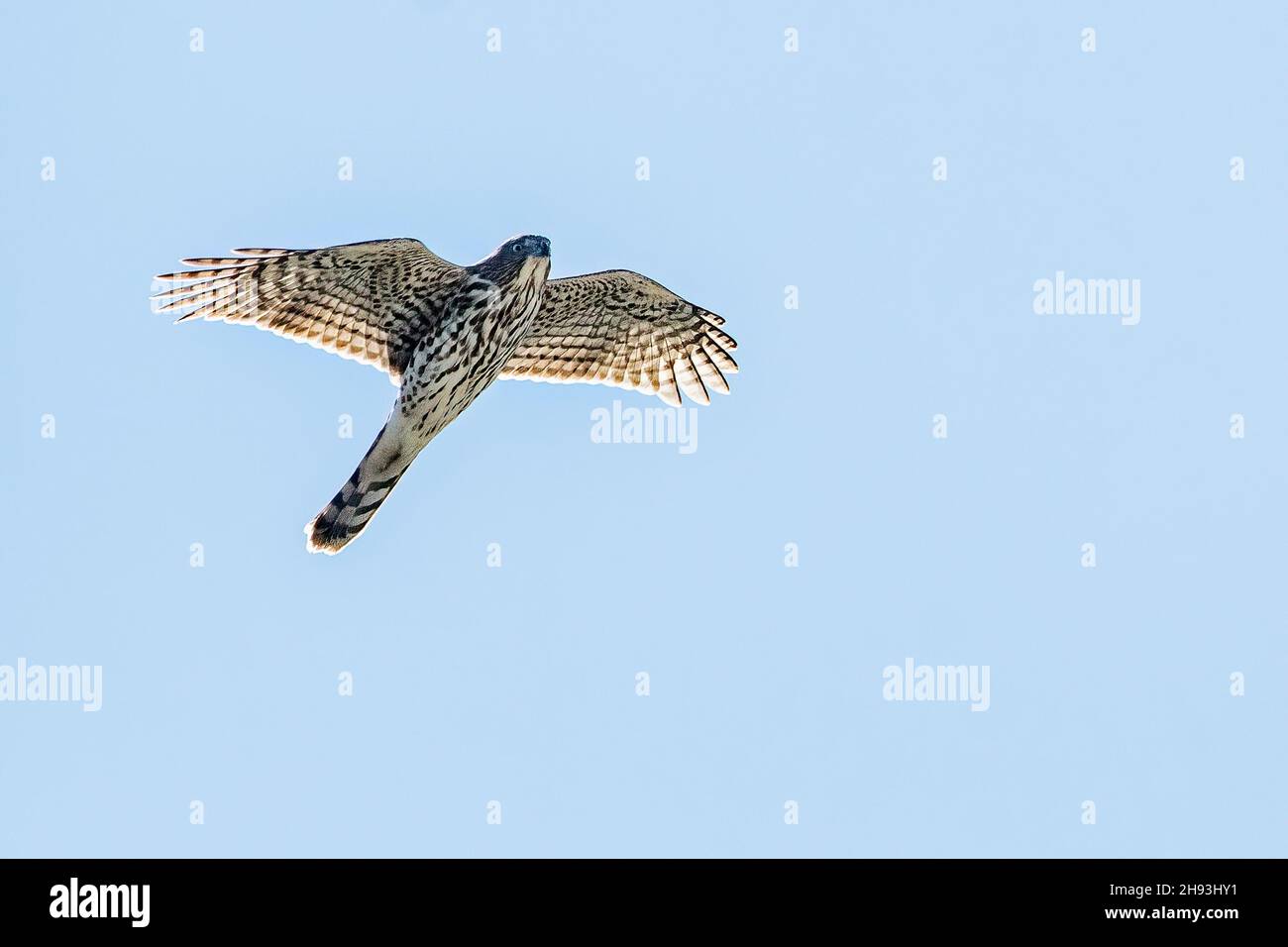 Sharp-shinned hawk flight Stock Photo - Alamy