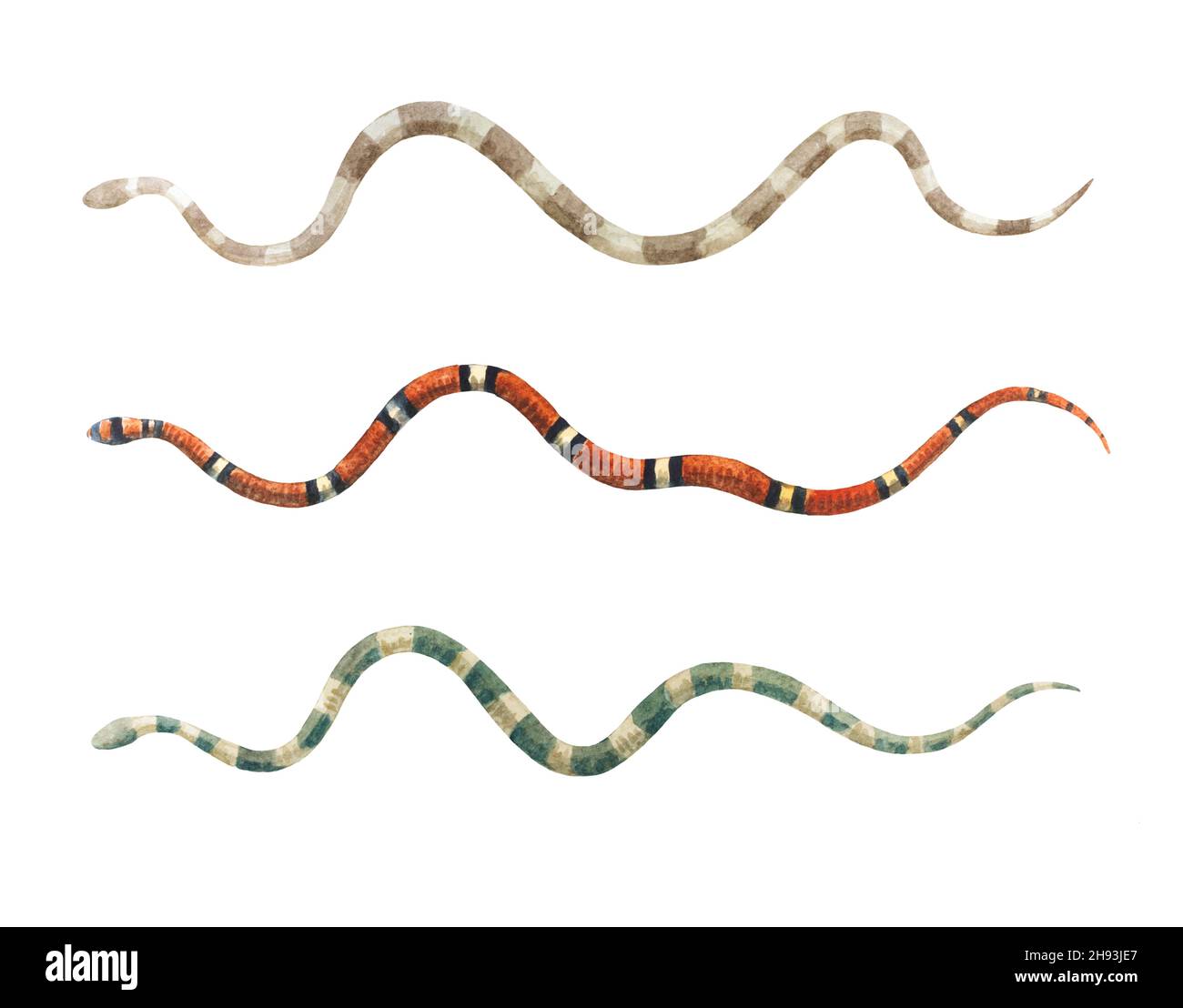 Watercolor set of snakes isolated on white background Stock Photo - Alamy