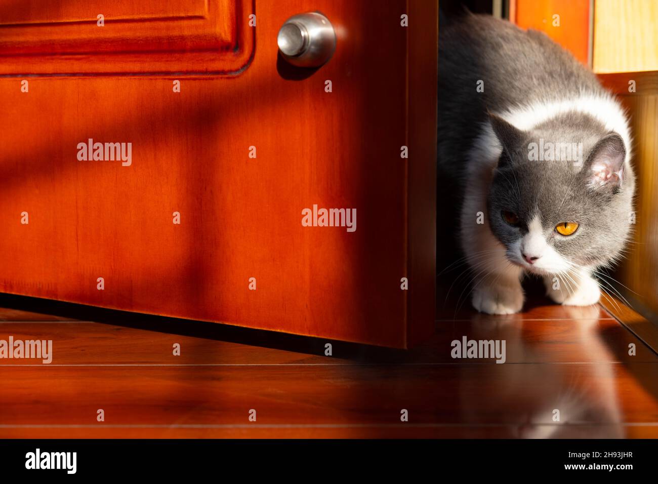 cat walking into a room Stock Photo - Alamy
