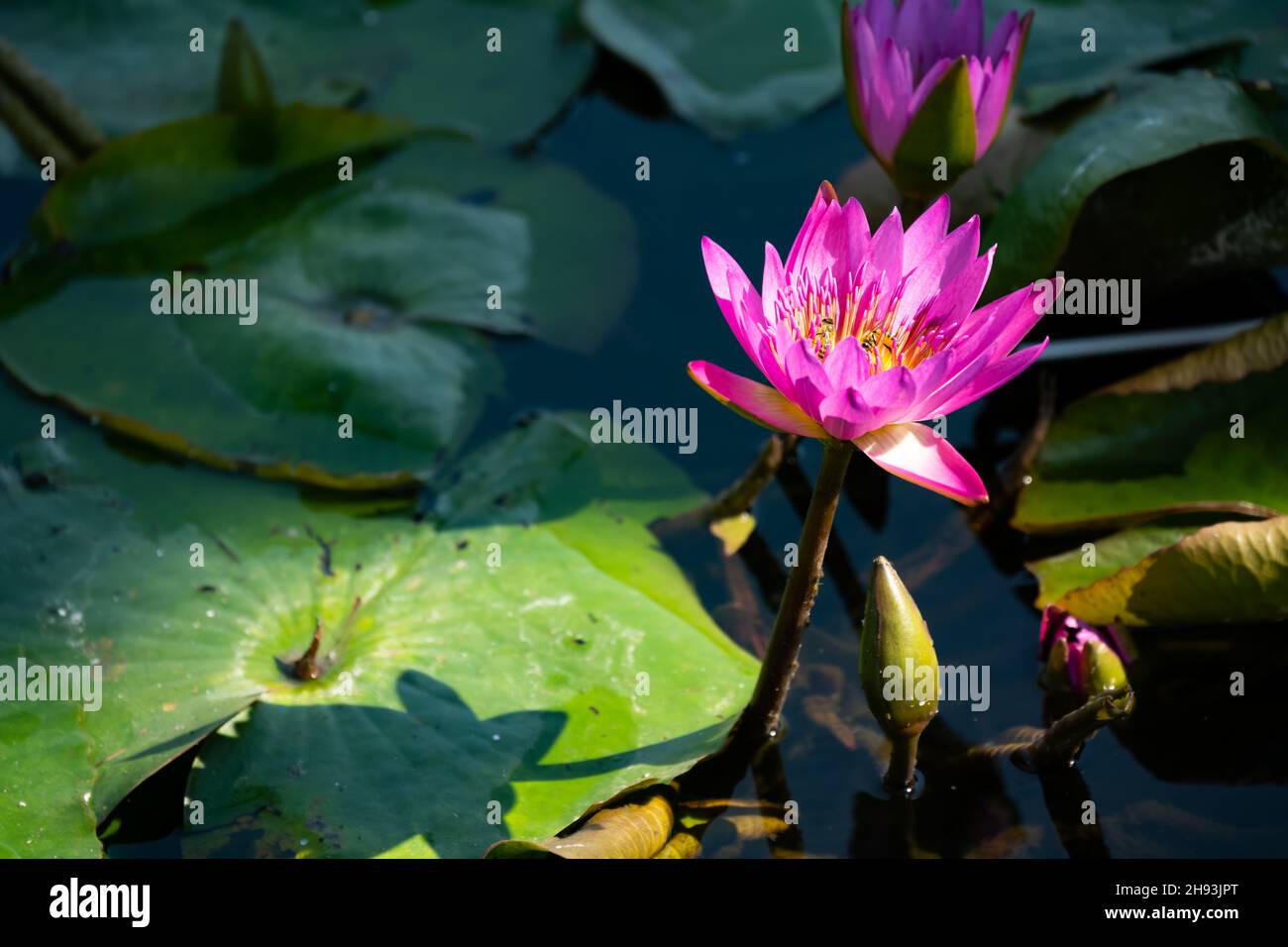Pink yellow water lily hi-res stock photography and images - Alamy