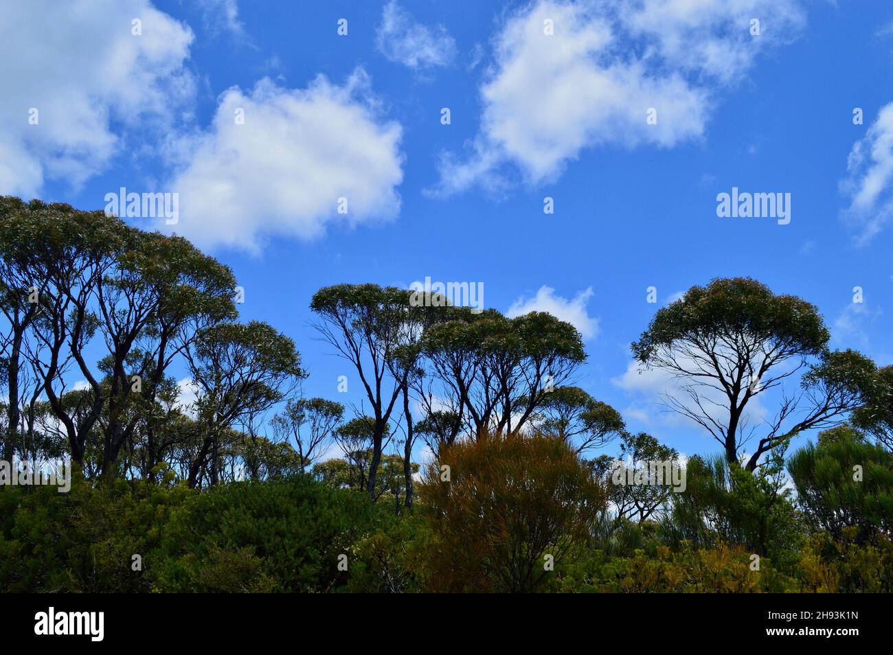 Eucalyptus trees rise above scrubby bushland in the Blue Mountains of ...