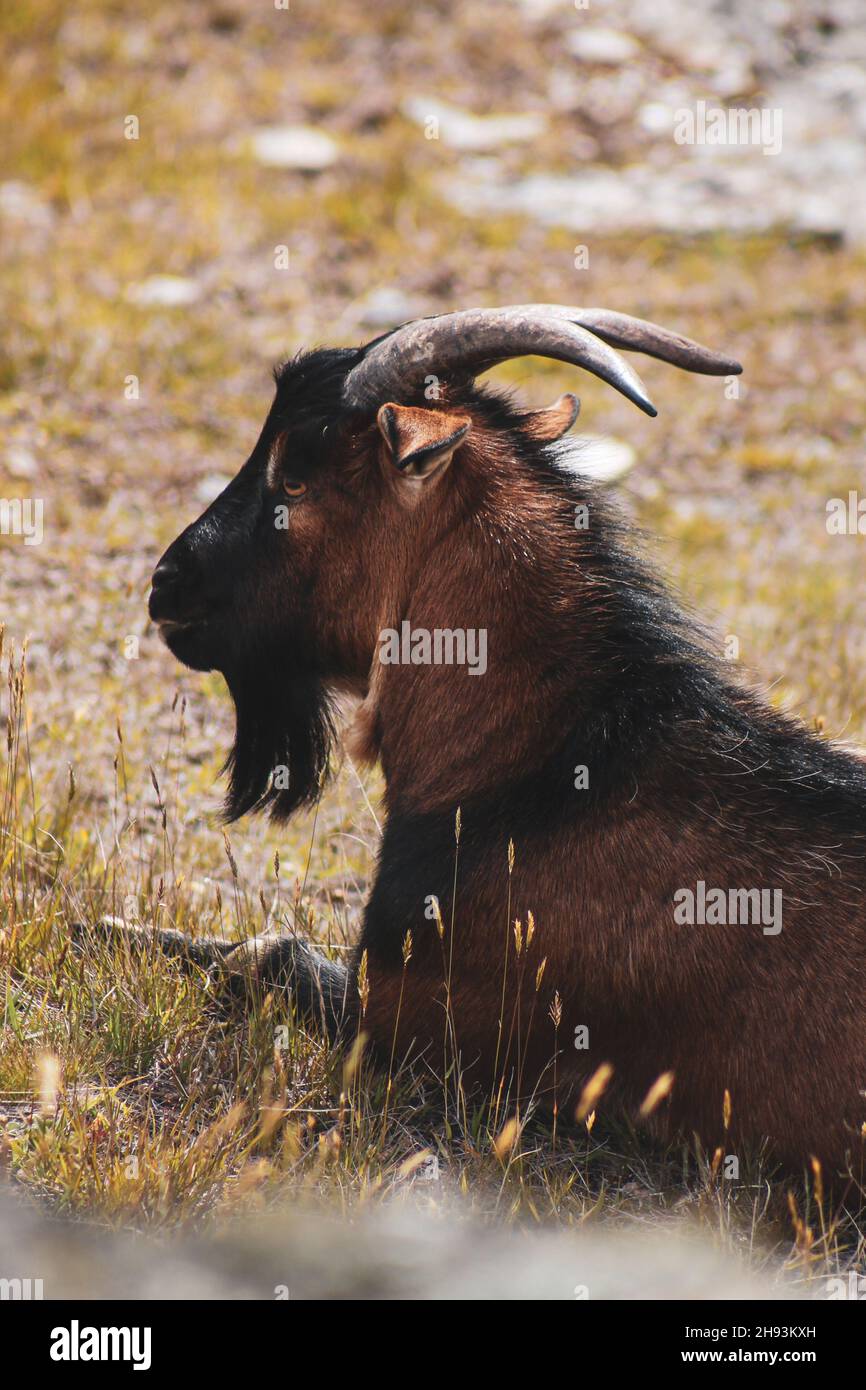 Furry brown goat laying on the grassy hill Stock Photo - Alamy