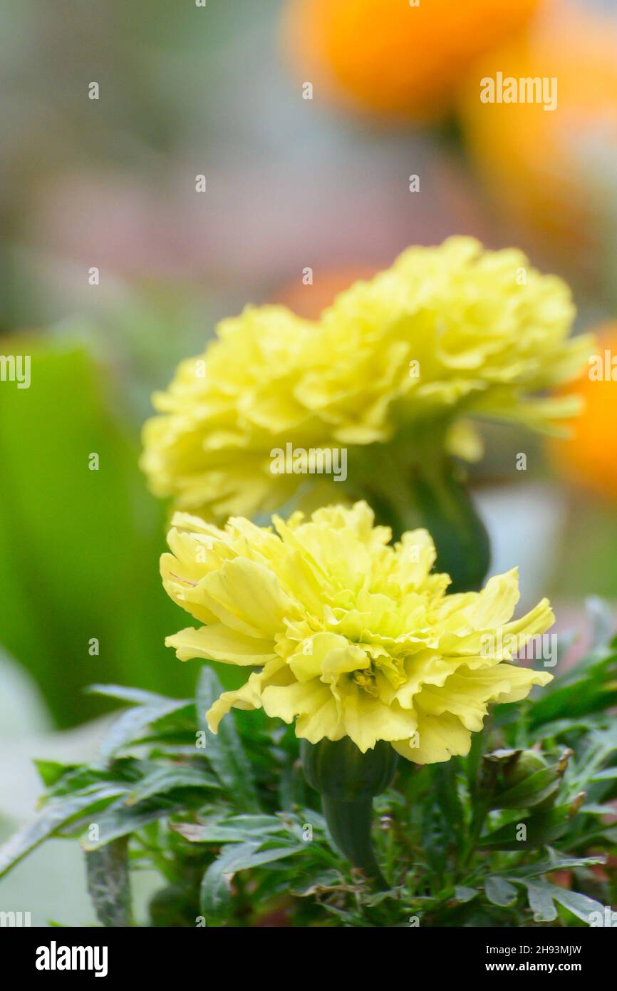 Marigold garland hi-res stock photography and images - Alamy