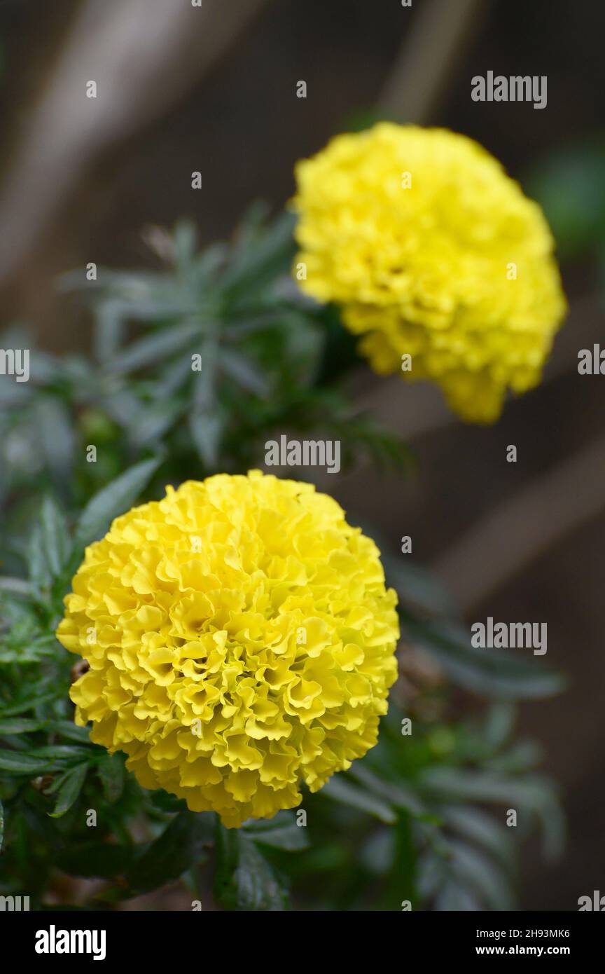Tagetes or marigold flowers, called ganda flowers in Bengali language ...