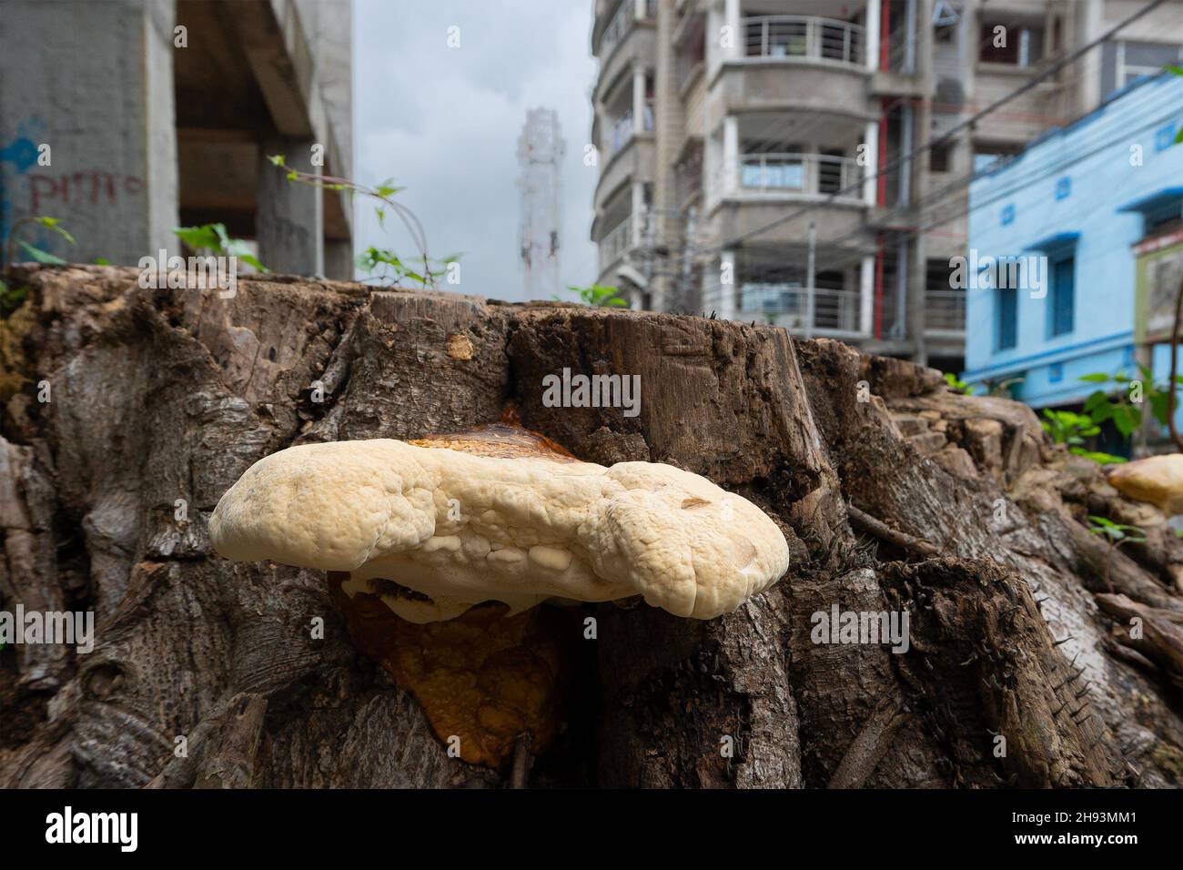 Big Polyporous fungus, a common fungus on old tree trunk. Howrah, West ...