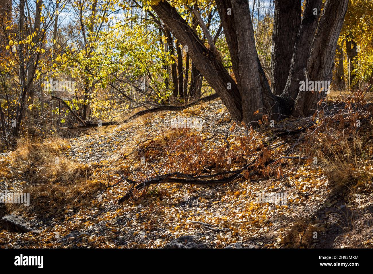 A tree with multiple trunks in a wilderness setting Stock Photo - Alamy