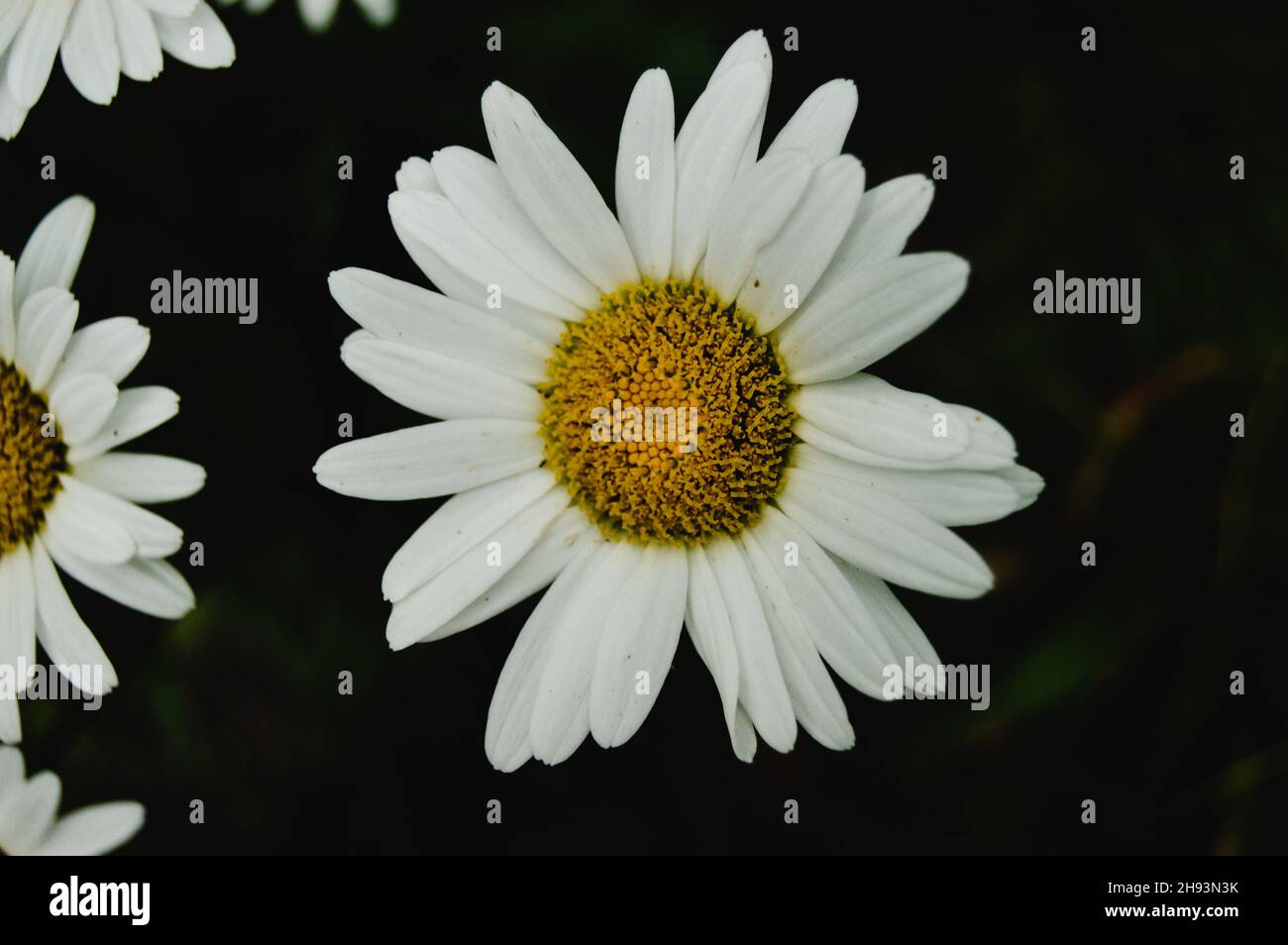 Beautiful_flowers hi-res stock photography and images - Alamy