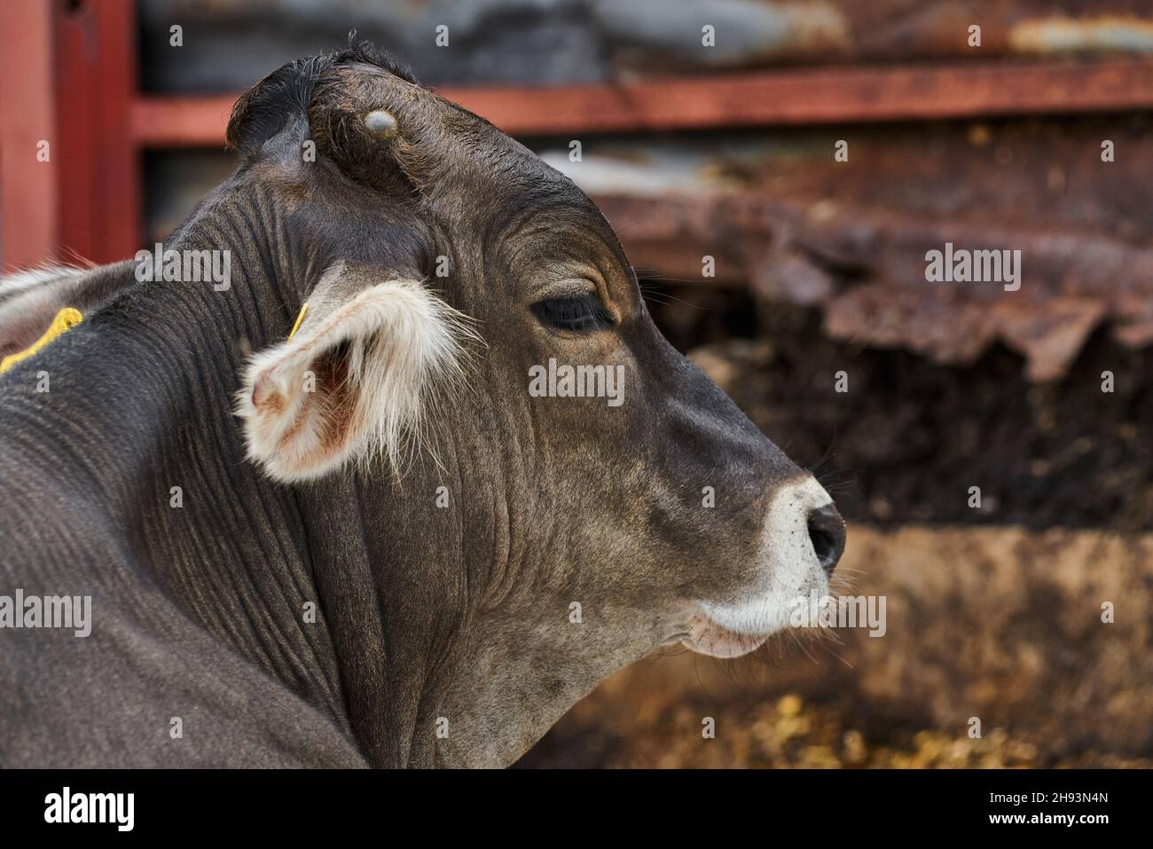 Cow with short horns hi-res stock photography and images - Alamy