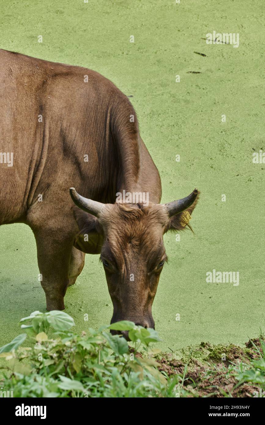 Brown cow grazing on the plants in the lake covered in algae Stock ...