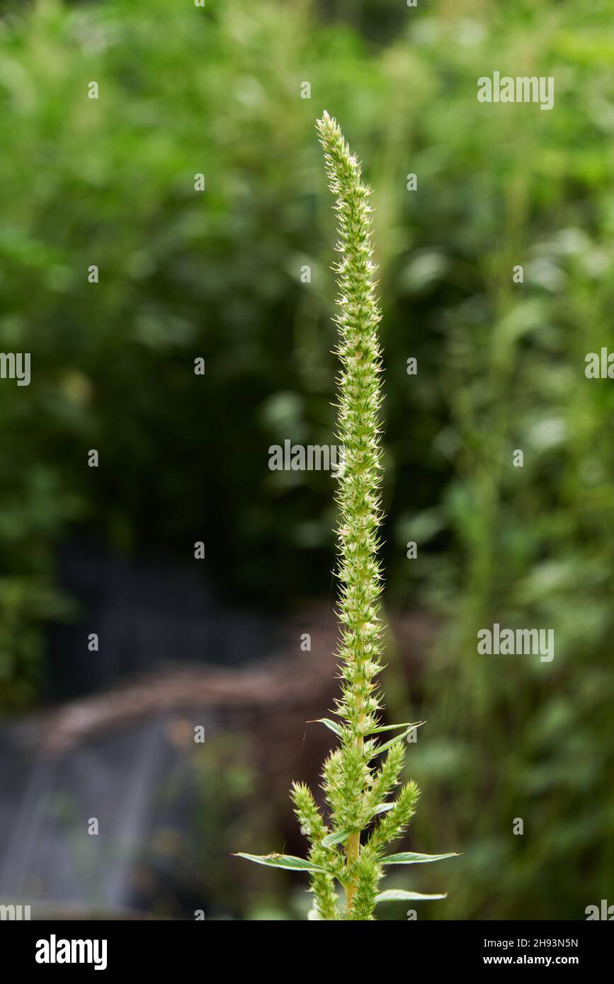Vertical of the growing tall green plant in the garden Stock Photo - Alamy