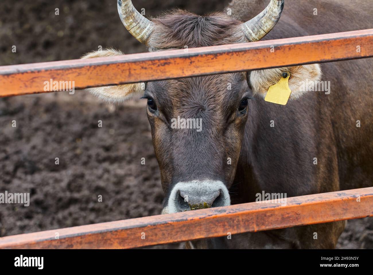 Cow with short sharp horns on the farm in the countryside Stock Photo ...