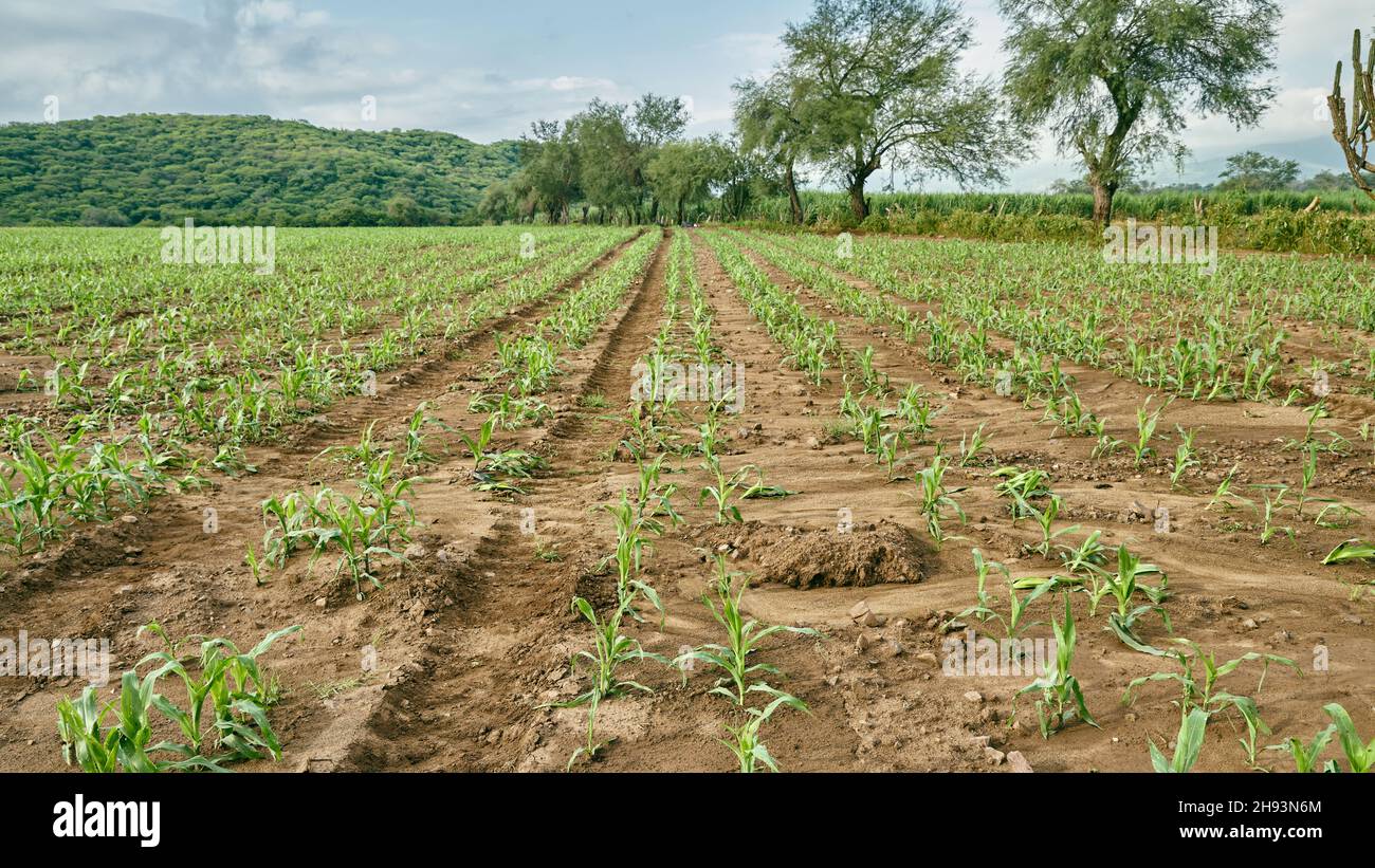 Long agricultural field covered in growing green plants in the ...