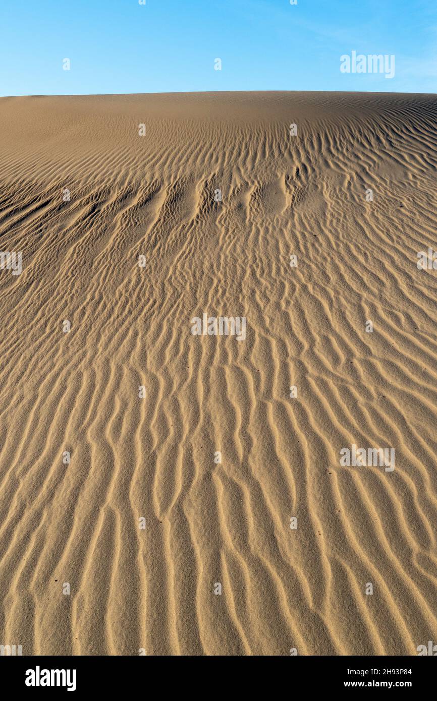 Wind ripples on sand dunes, Mojave Desert, California, USA Stock Photo ...