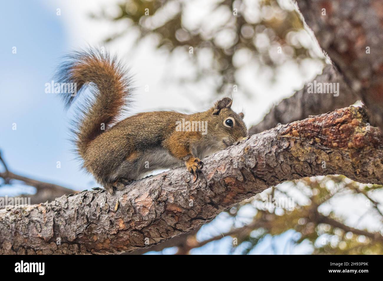 Arctic ground squirrel seen in northern Canada in the wild with close ...