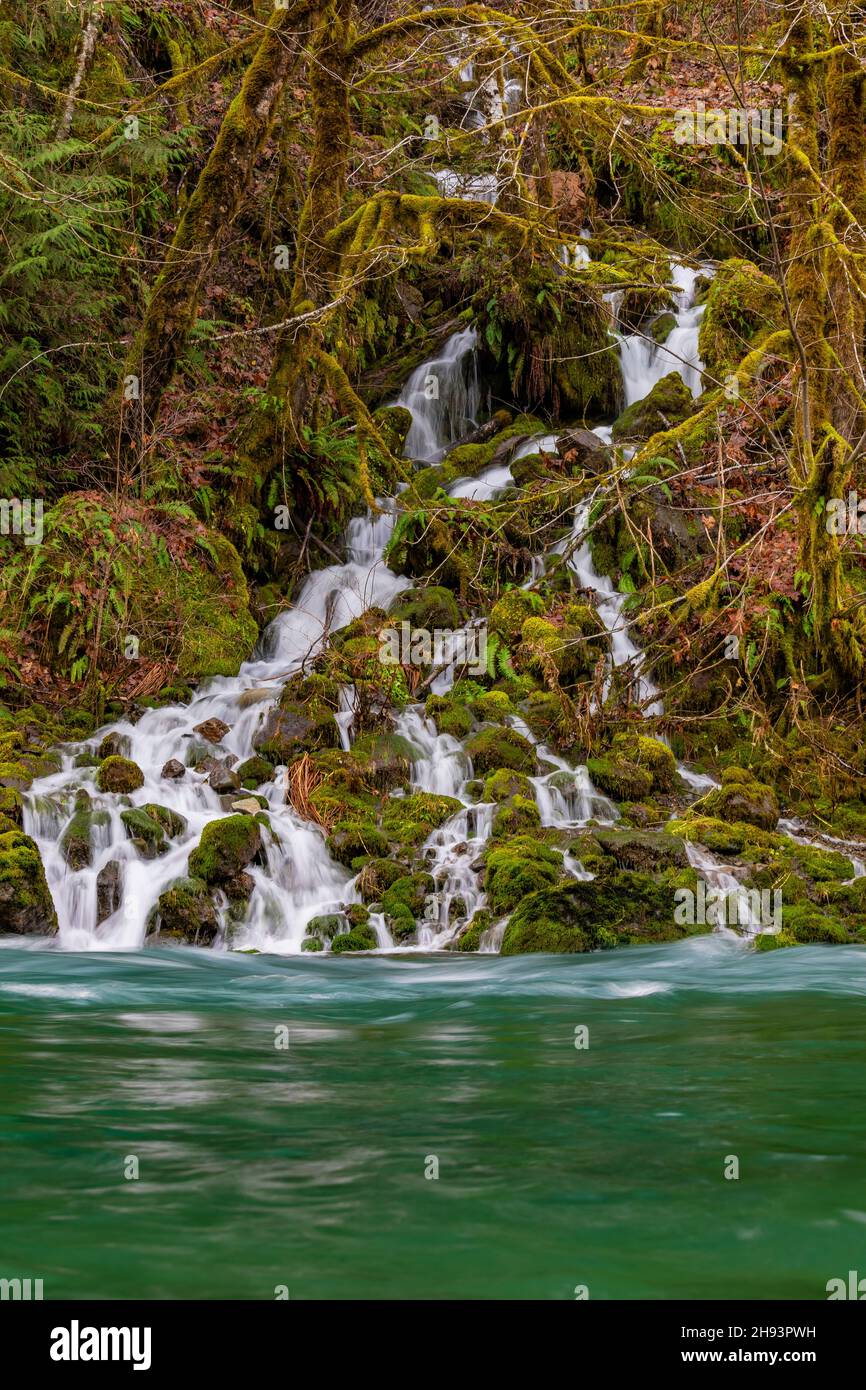 Waterfall entering the South Fork Skokomish River in Olympic National ...